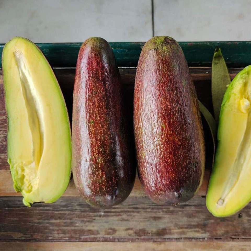 Red Avocado Grafted Plant Cuba Avocado Fruit Tree Tall 20 inchs | eBay