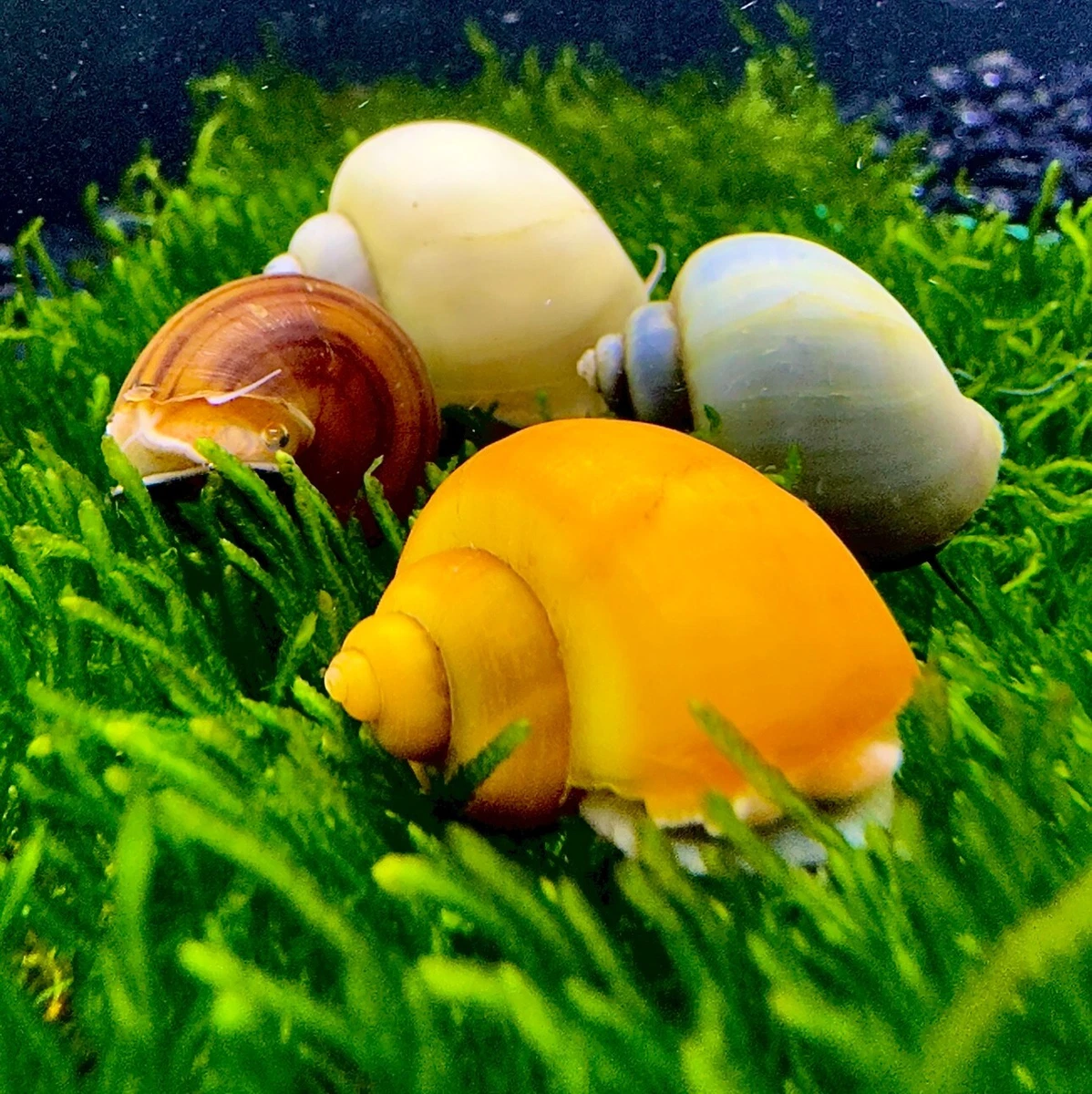 Freshwater Snail