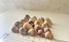 Cone Shell japanese sea Shells of Okinawa | eBay