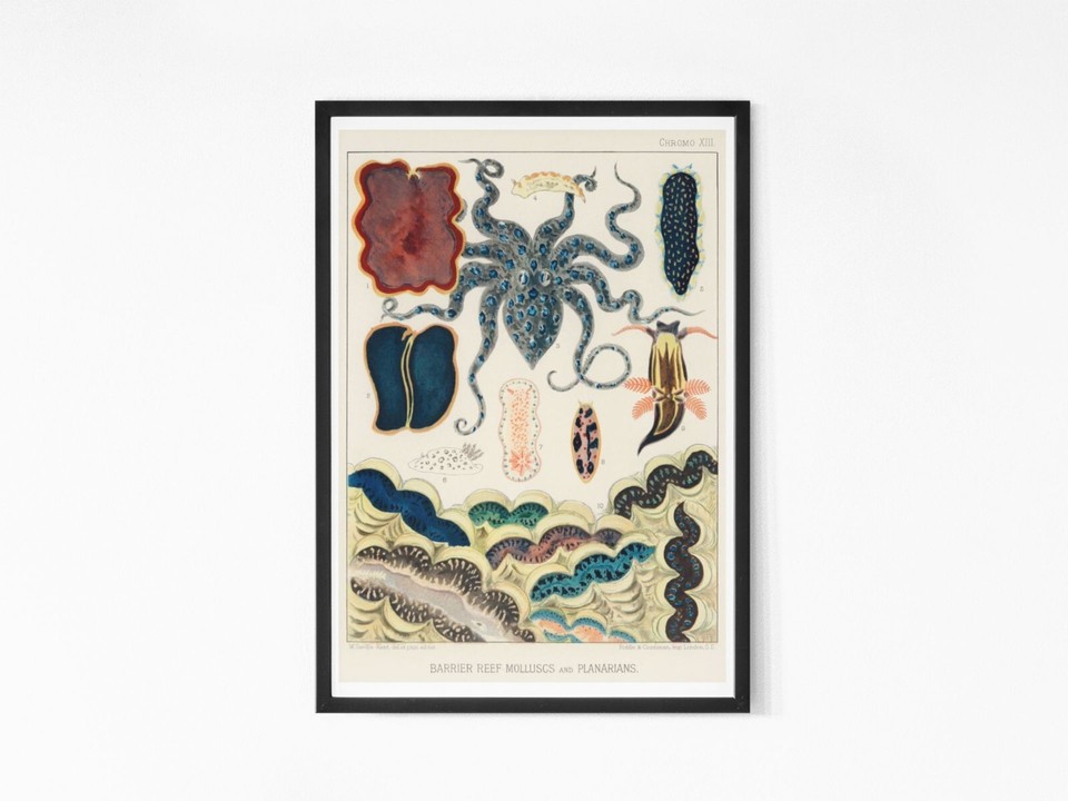 Vintage Great Barrier Reef Sea Shell Coral Wall Art Poster Print ...