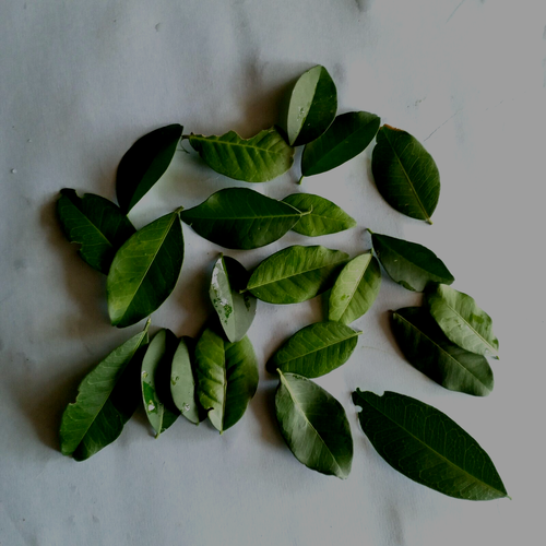 Dried Wild Lemon, Atalantia Ceylanica ,yaki naran 100 Leaves Ceylon ...