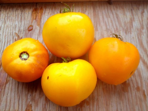 Hurma Orange Tomate - 5+ Samen - Saatgut - Seeds SÜß und FLEISCHIG! P ...