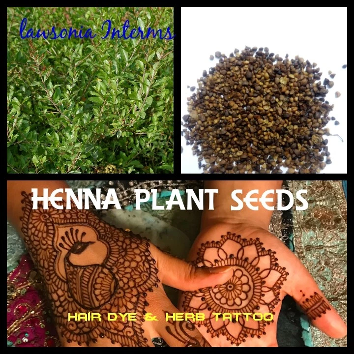 Henna Tree Plant