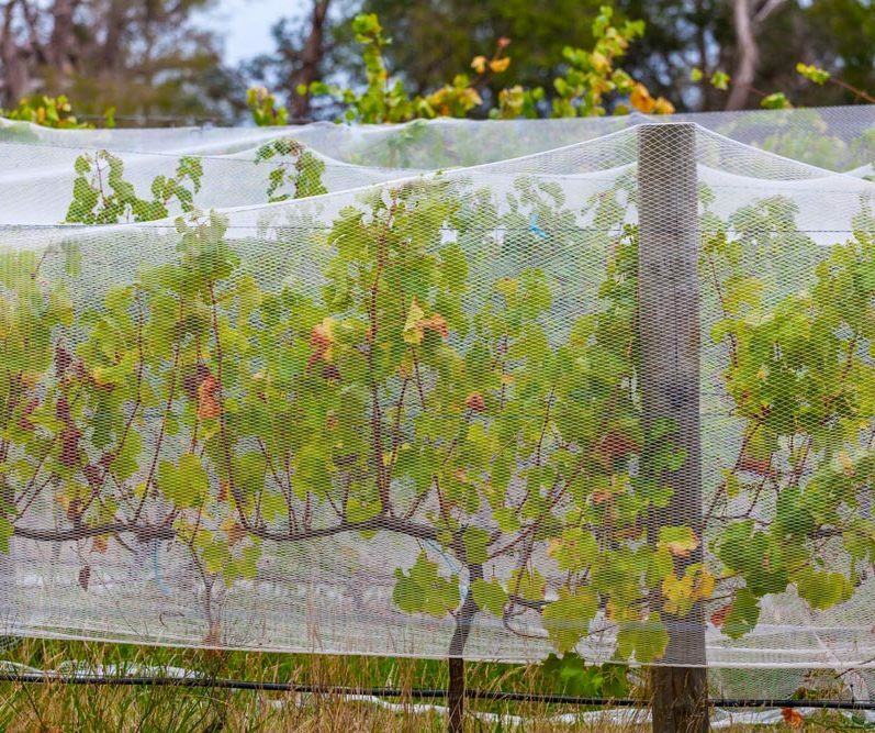 10' x 25' BABY POULTRY NETTING GAME BIRD NET AVIARY NETS 3/8" #139 ...