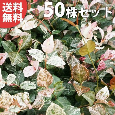 Snow Vine 9cm Pot Seedling Snow Vine Snow Vine First Snow Vine S From ...