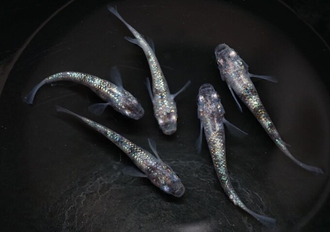 Killifish for sale >> killi.co.uk