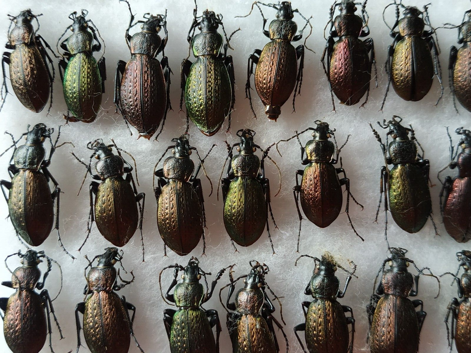Carabus SET (Sphodristocarabus) armeniacus ssp sieversi SET 67 pcs, from Georgia | eBay