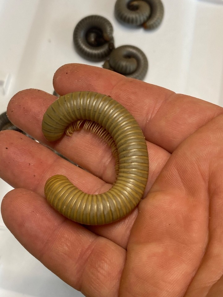 10 Live - Scrub Millipedes bioactive clean up crew Bug Insect Live | eBay