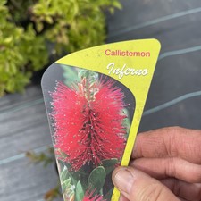 Bottle Brush Plant for sale | eBay