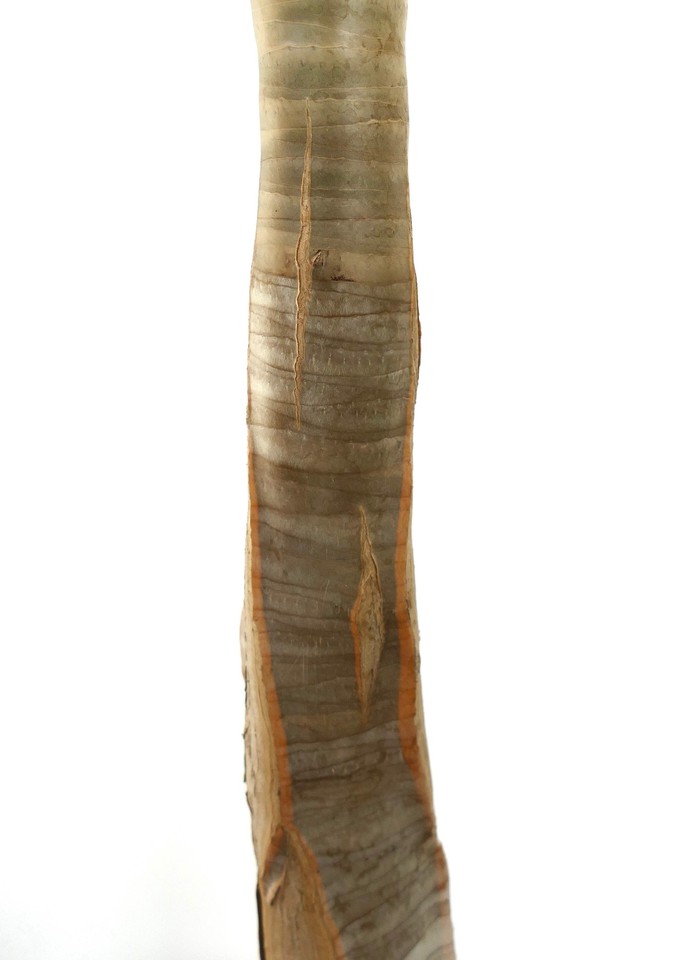 Aloe dichotoma | Quiver Tree | Kokerboom | SEEDS - Quiver Tree Seeds ...