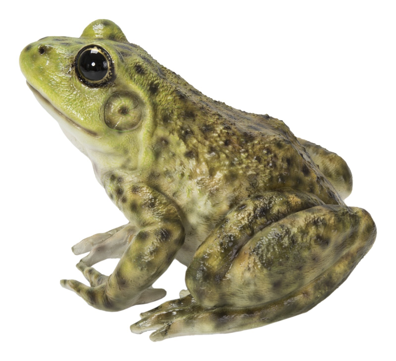 American Bullfrog Garden Statue, Garden/Home /Table Decor Amphibian | eBay