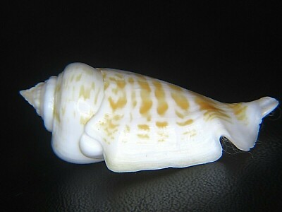 STROMBUS GIBBERULUS DEKKERI: NEW SPECIES JUST NAMED IN 2021 @ 43.0MM W ...