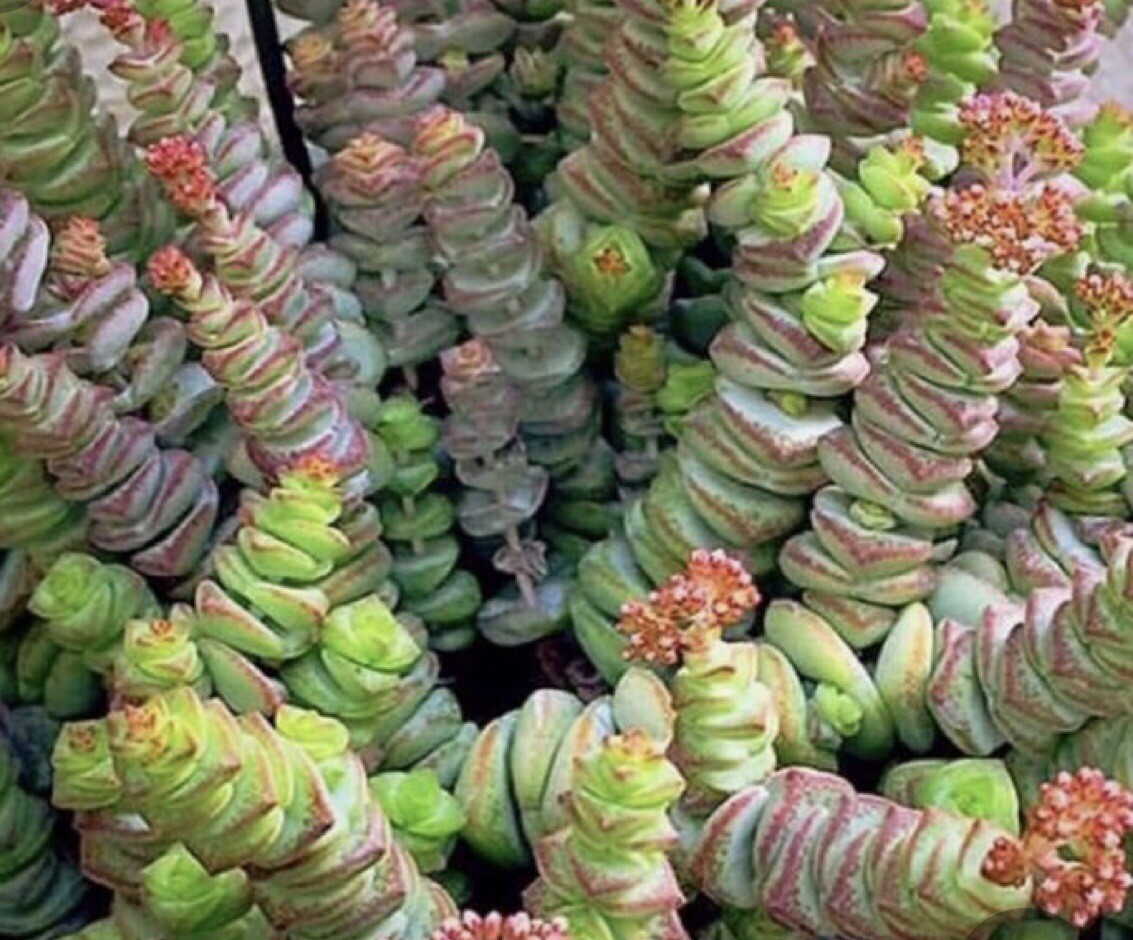 10 Cutting Crassula Mix 3-4”+ Some With Roots | eBay