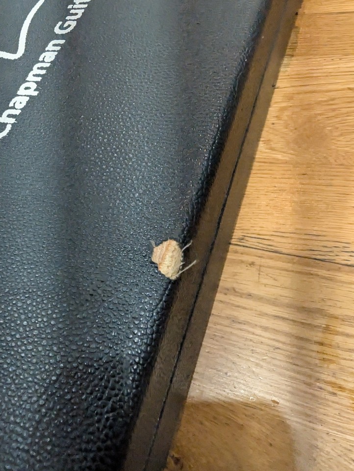 Rob Scallon Signature Chapman ML1 RS 6-String Guitar Great Condition ...