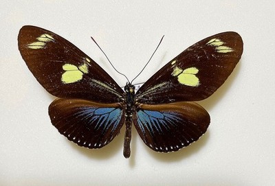 HELICONIUS DORIS VIRIDIS *** male blue-green form*****Costa Rica ...