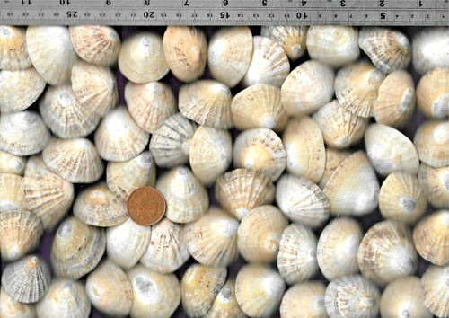 65 UK NORTH SEA very worn & nibbled LIMPET sea shells 555g Beach Dunbar ...