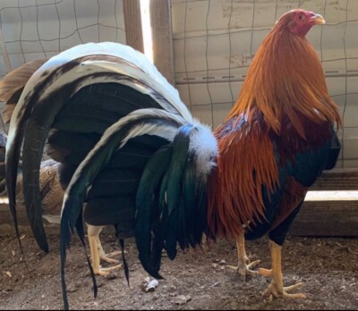 Livestock Supplies - Gamefowl