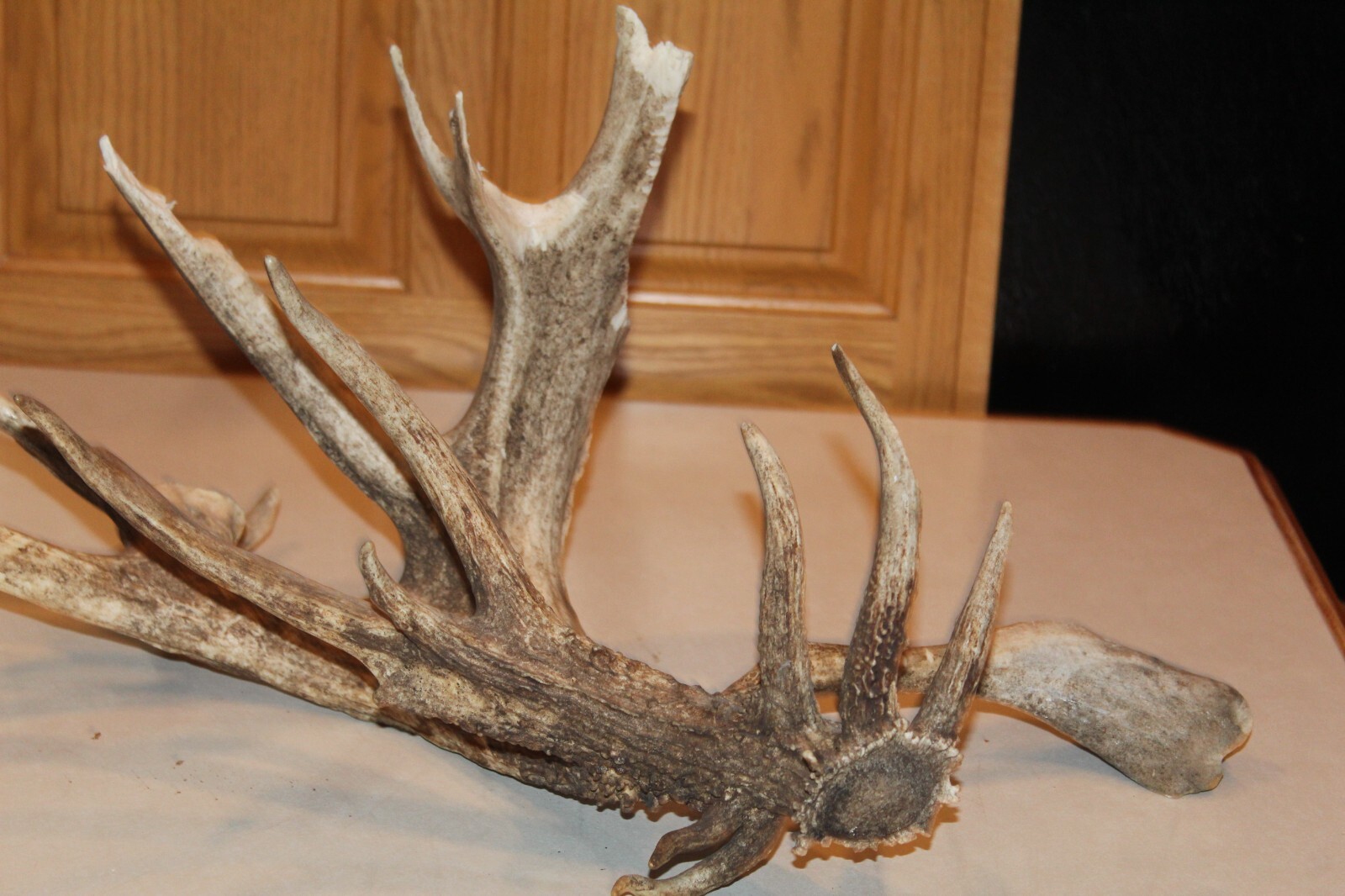 Droptine Drop Tine Whitetail Deer Shed Antler Mule Log Cabin Decor ...