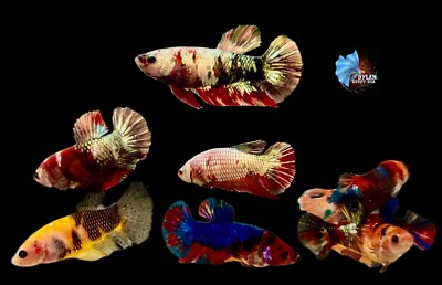 1X Female Live Betta Fish High Quality Koi Multiple Galaxy Color ...