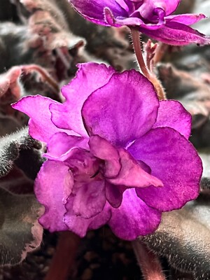 Apache Gem, African Violet Plant, Variegated, Standard, Vintage !! | eBay