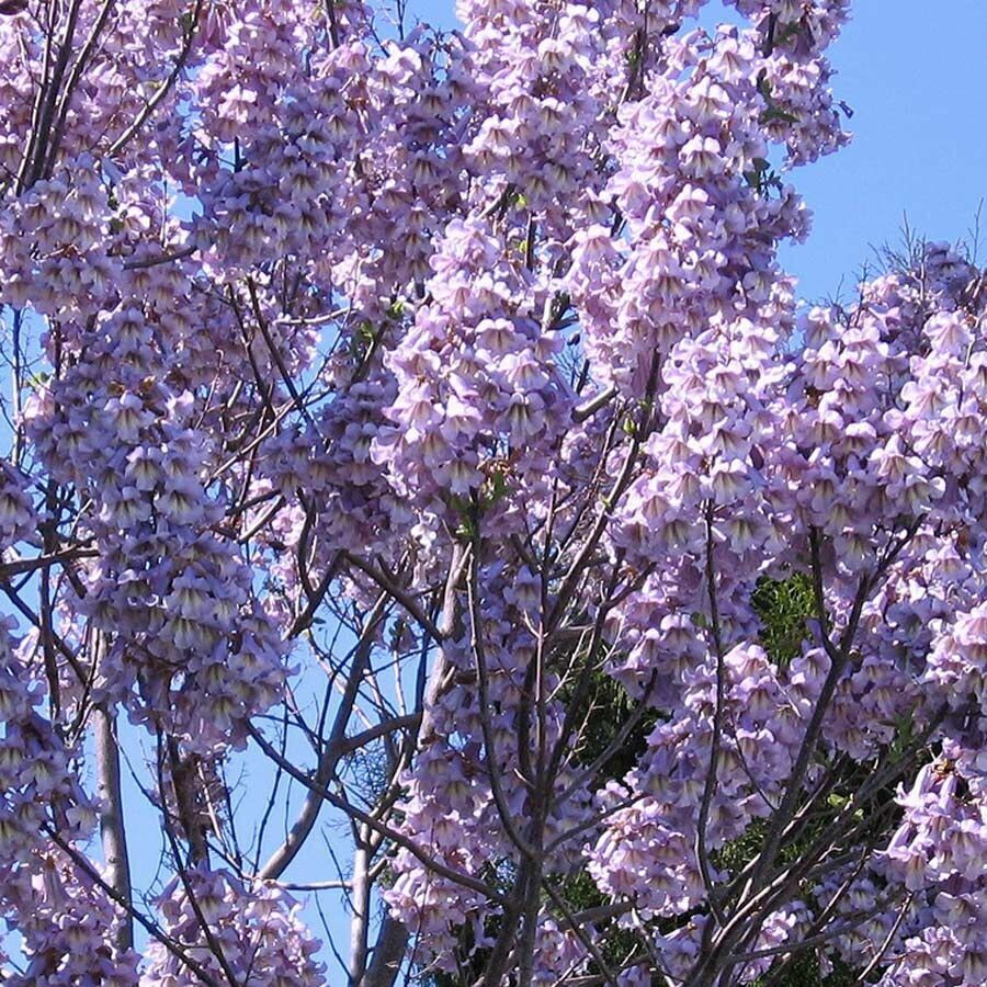 Paulownia elongata, Pink Foxglove Princess Empress Tree - 100 to 5000 ...