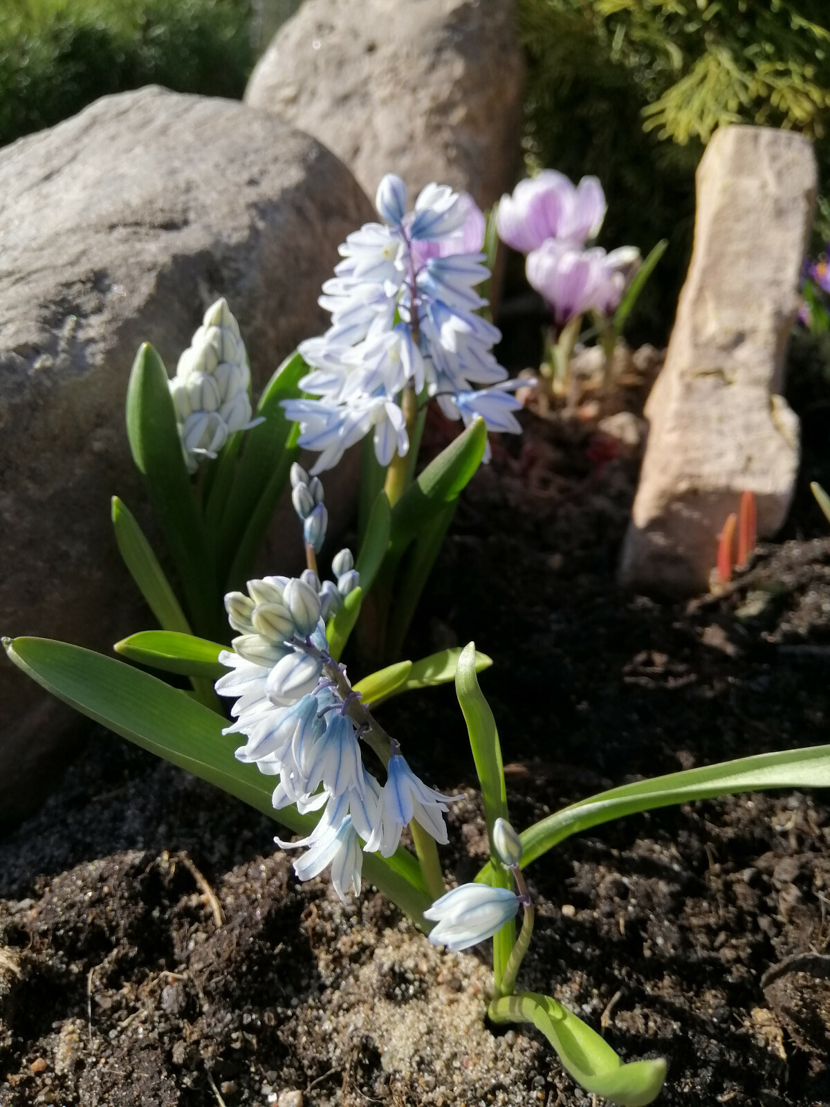 PUSCHKINIA LIBANOTICA BULBS Russian Snowdrop Spring Flowering Garden ...