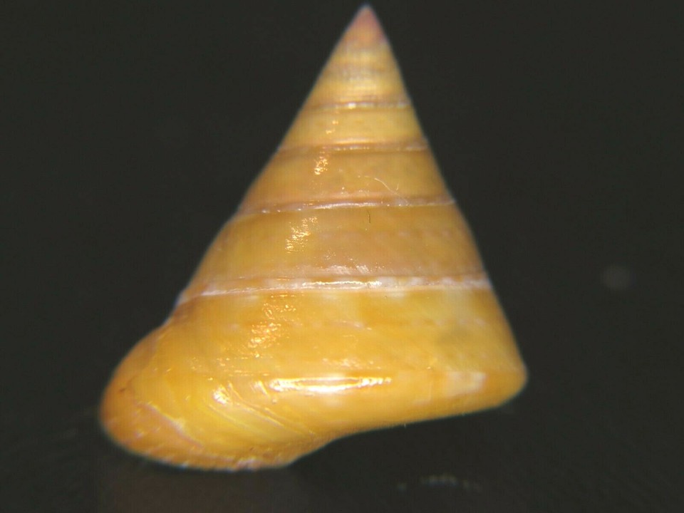 CALLIOSTOMA CONULUM: DARK SPECIMEN @ 17.96MM X 20.47MM W/OPERCULUM! | eBay