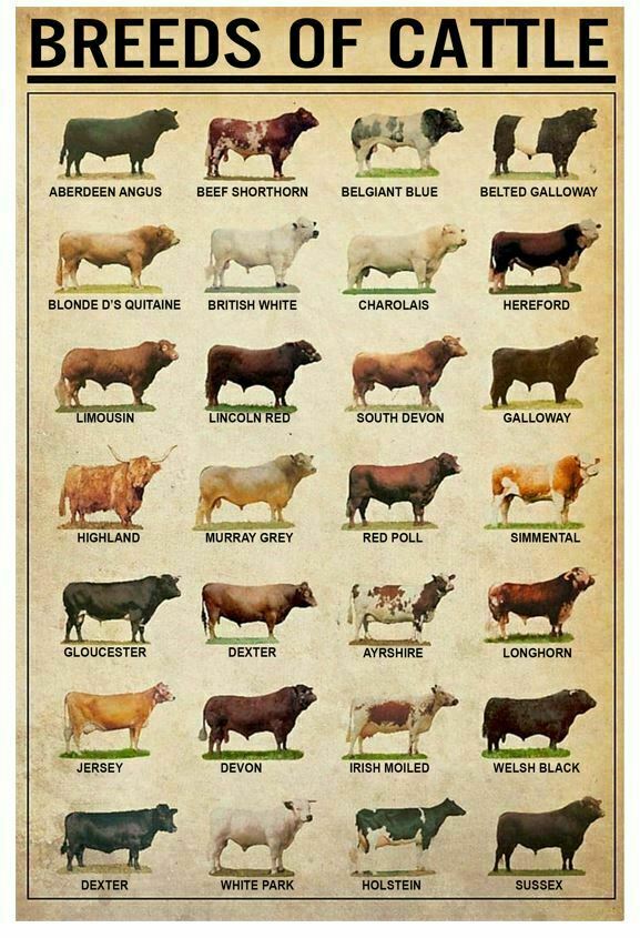 Breeds Of Cattle