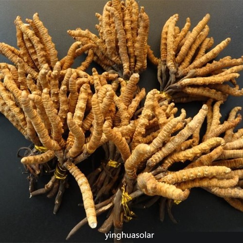 Wild Tibet Aweto Chinese Caterpillar Fungus Clear Feet Cordyceps ...