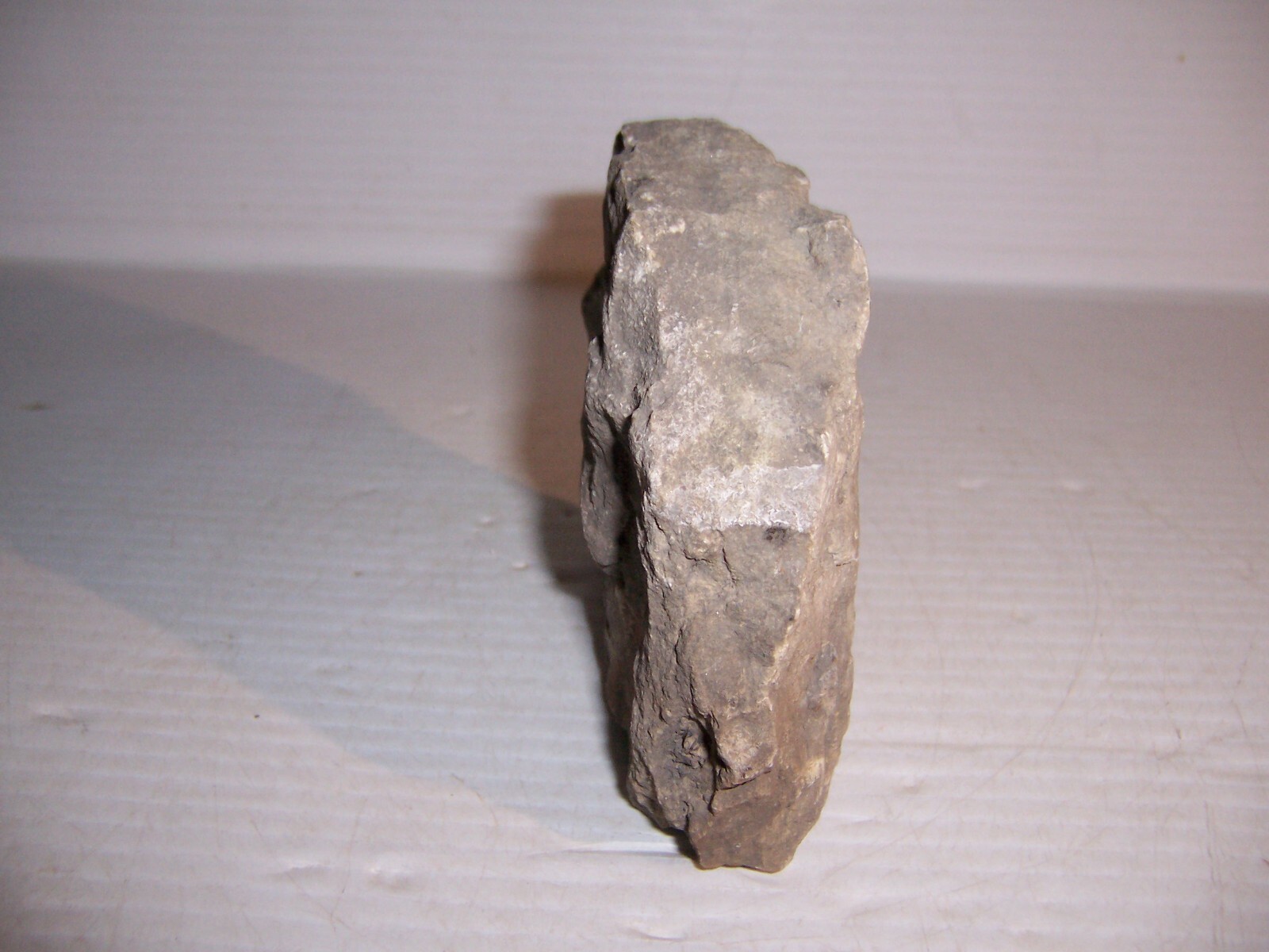 Lepidodendron Mississippian Period Fossilized Tree Root | eBay