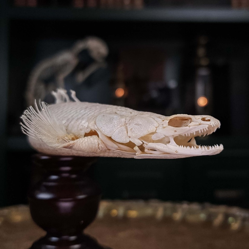 Real Mottled Bichir skeleton, Polypterus Weeksii, real fish skeleton ...