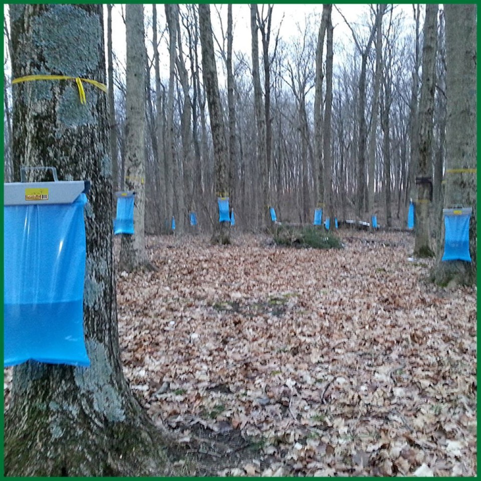 Tap My Trees Sap Bags, 5 Maple Sugaring Sacks for Collecting Maple Tree ...