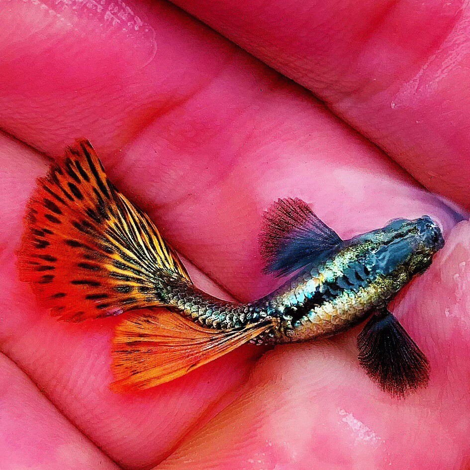 Pack Of 5 Live Dumbo Red Dragon Guppy Fry- Live Freshwater Fish Buy 2 ...