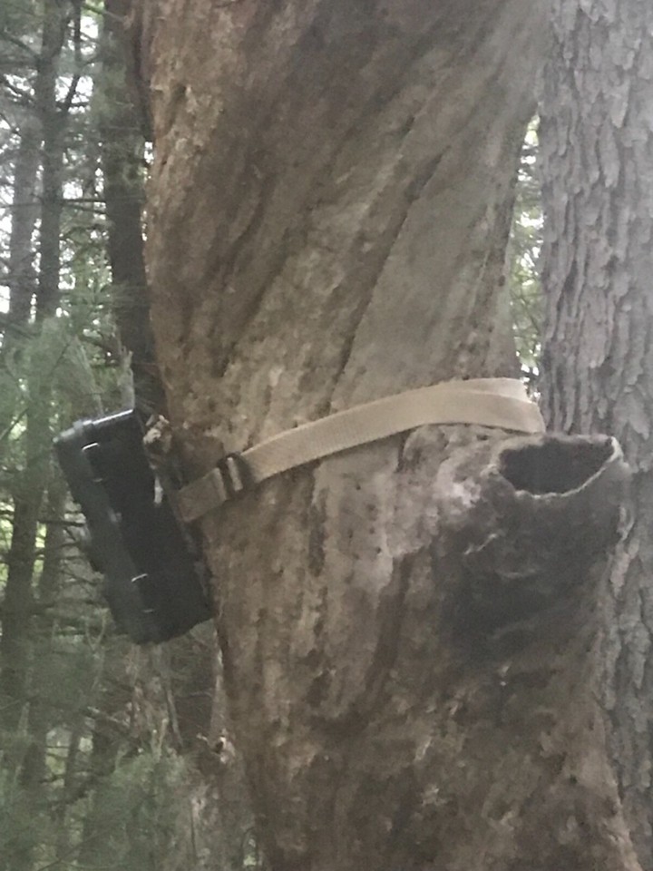 Trail Camera Mounting Strap, Tan Color, Metal Buckle, 6 feet long | eBay