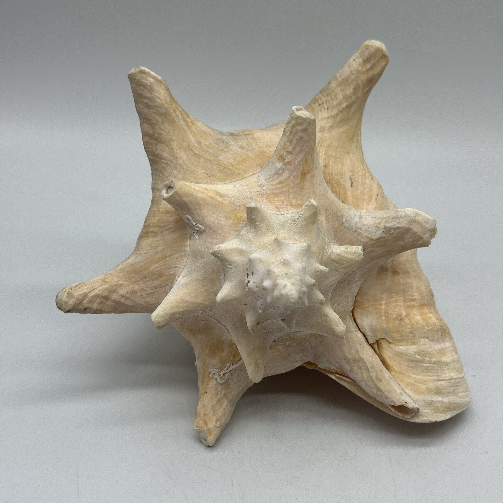 2.1# Conch Seashell (Pink) - Bahamas Pink Conch Shell Ocean Beach ...