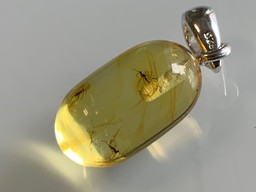 Amber Pendant with Insect Natural Baltic amber insect fossil in amber ...