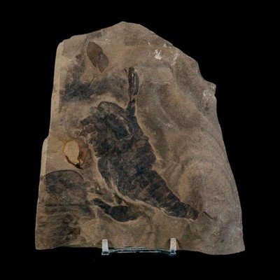 2 Two Eurypterus Sea Scorpion Fossil Eurypterid Silurian 420 Mil Yrs ...
