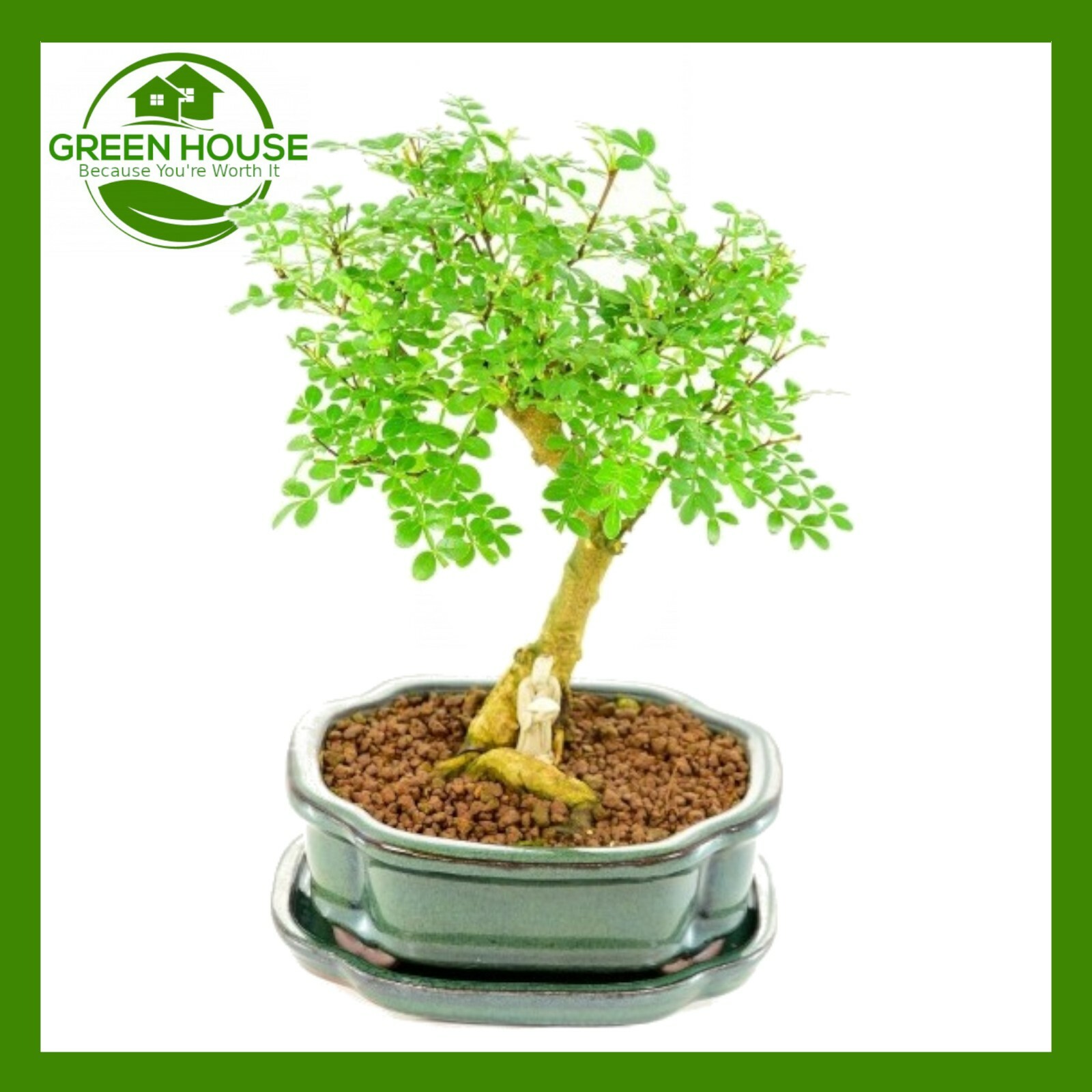 Tree of Life Bonsai Seeds | 20+ Seeds | Grow a Moringa Tree Bonsai ...