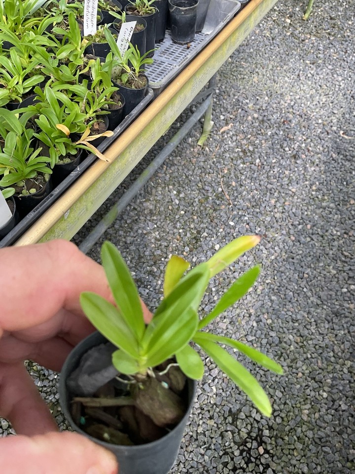 orchid species-Dendrobium langbianense-Vietnam | eBay Australia