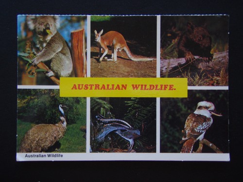 AUSTRALIAN WILDLIFE KOALA RED KANGAROO WOMBAT EMU LYREBIRD KOOKABURRA ...