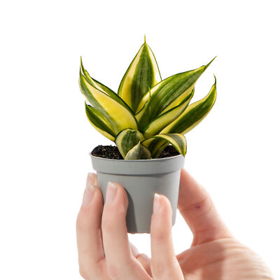 Baby Snake Plant Sansevieria Golden Hahnii Small Indoor Gift Houseplant ...