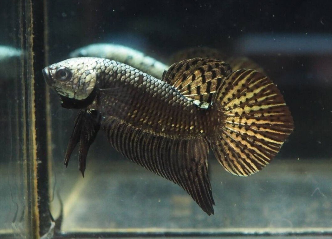 Rare Alien Copper Samurai Male Wild Live Betta Fish Plakat La33 Quality ...