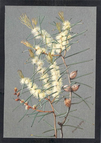 B0681 Australia SA Wildflower Alison Ashby Artist postcard | eBay