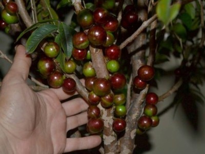 SCARLET DWARF JABOTICABA SEEDLING "ESCARLATE" VERY SWEET TASTING FRUIT ...