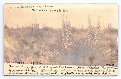Postcard RPPC Yucca Bactata in Bloom Nebraska Sandhills c.1906 Soapweed ...