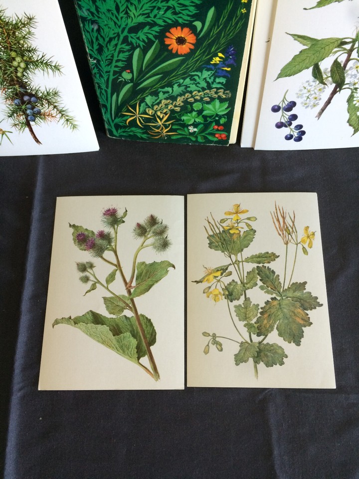 Large Botanical Postcards, Medicinal Plants Ephemera Post Cards Full ...