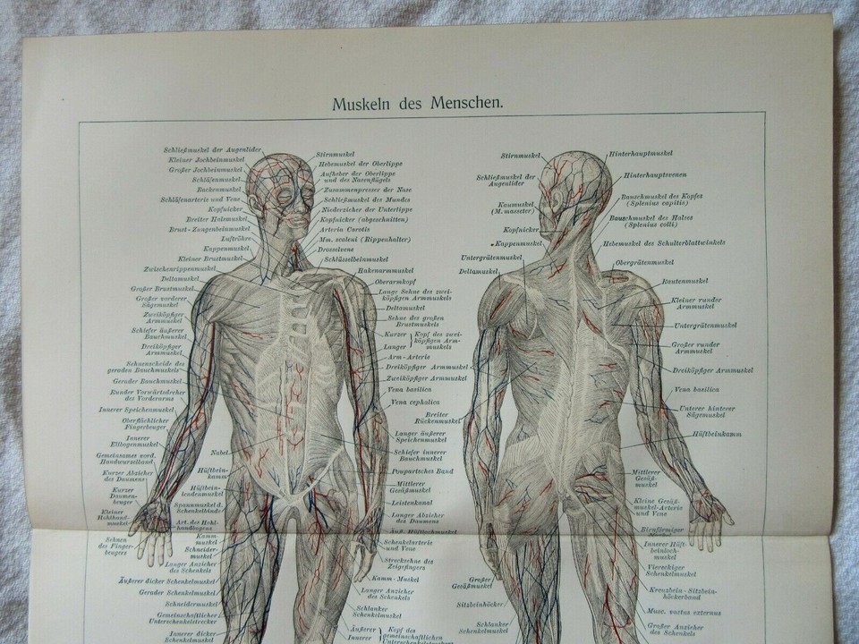 c1895 THE HUMAN MUSCLES - Muscular Diagram - German Antique Engraving ...