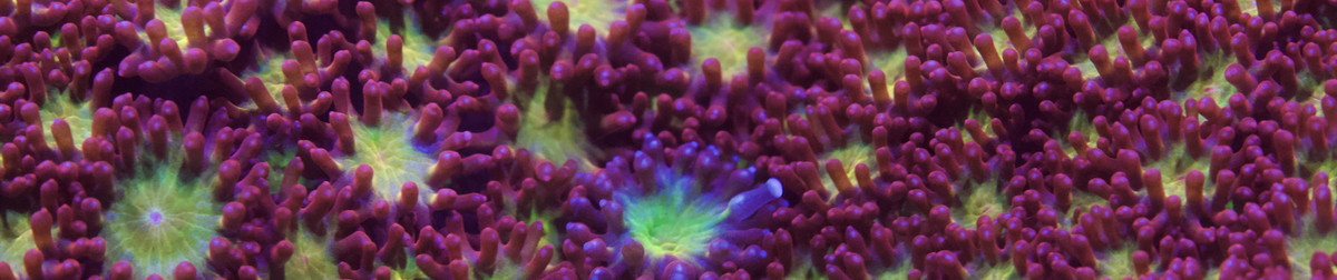 Frag Farm | eBay Stores