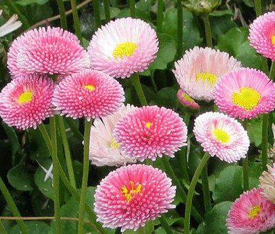 DAISY ENGLISH Bellis Perennis - 11,000 Bulk Seeds | eBay.de