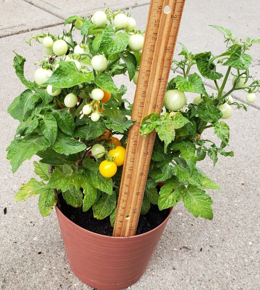Pinocchio Orange Micro Dwarf Tomato (15 Seeds) - cute and tasty! | eBay